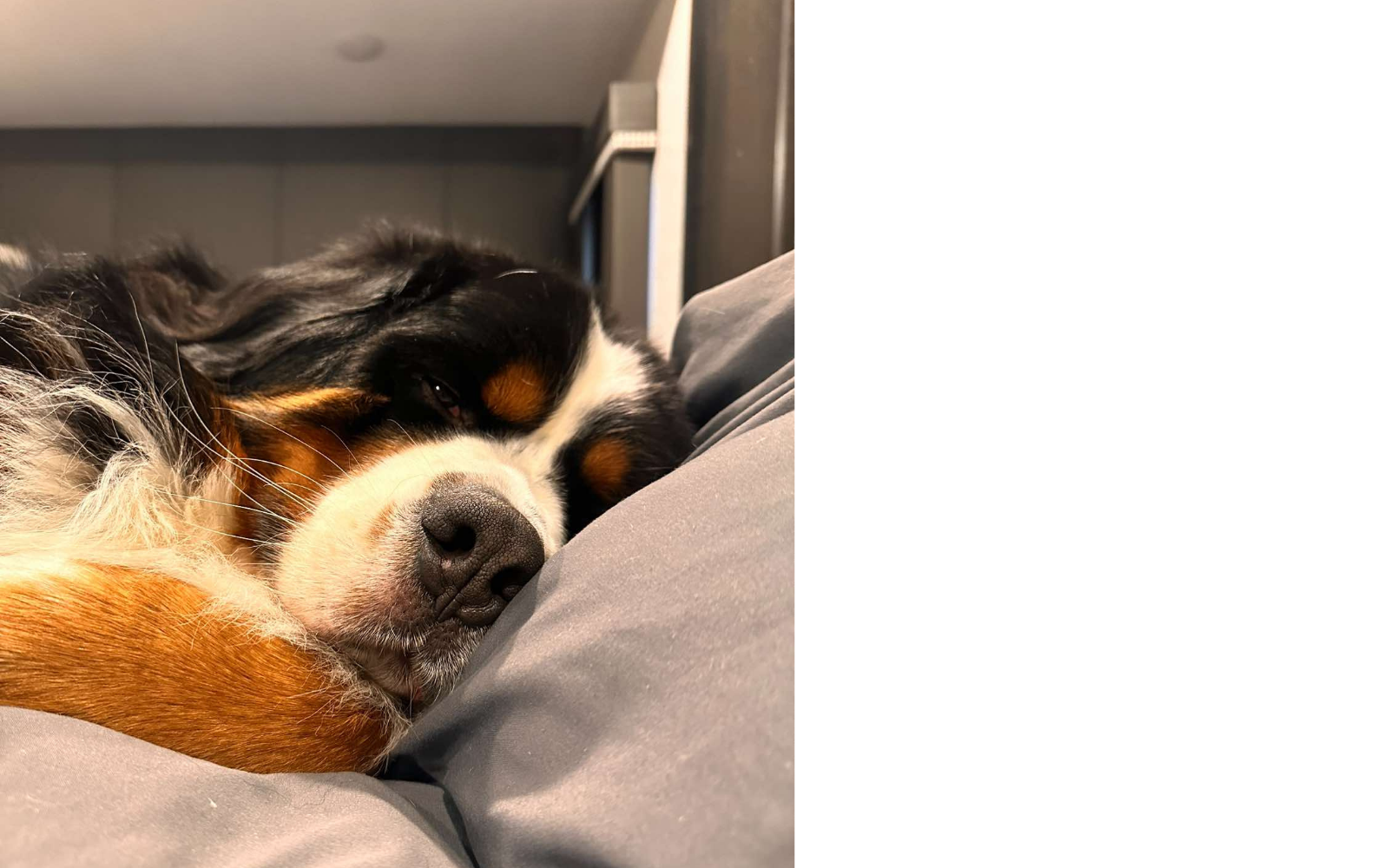 Meet Luke, Outdoor Adventures' Dog of the Year!