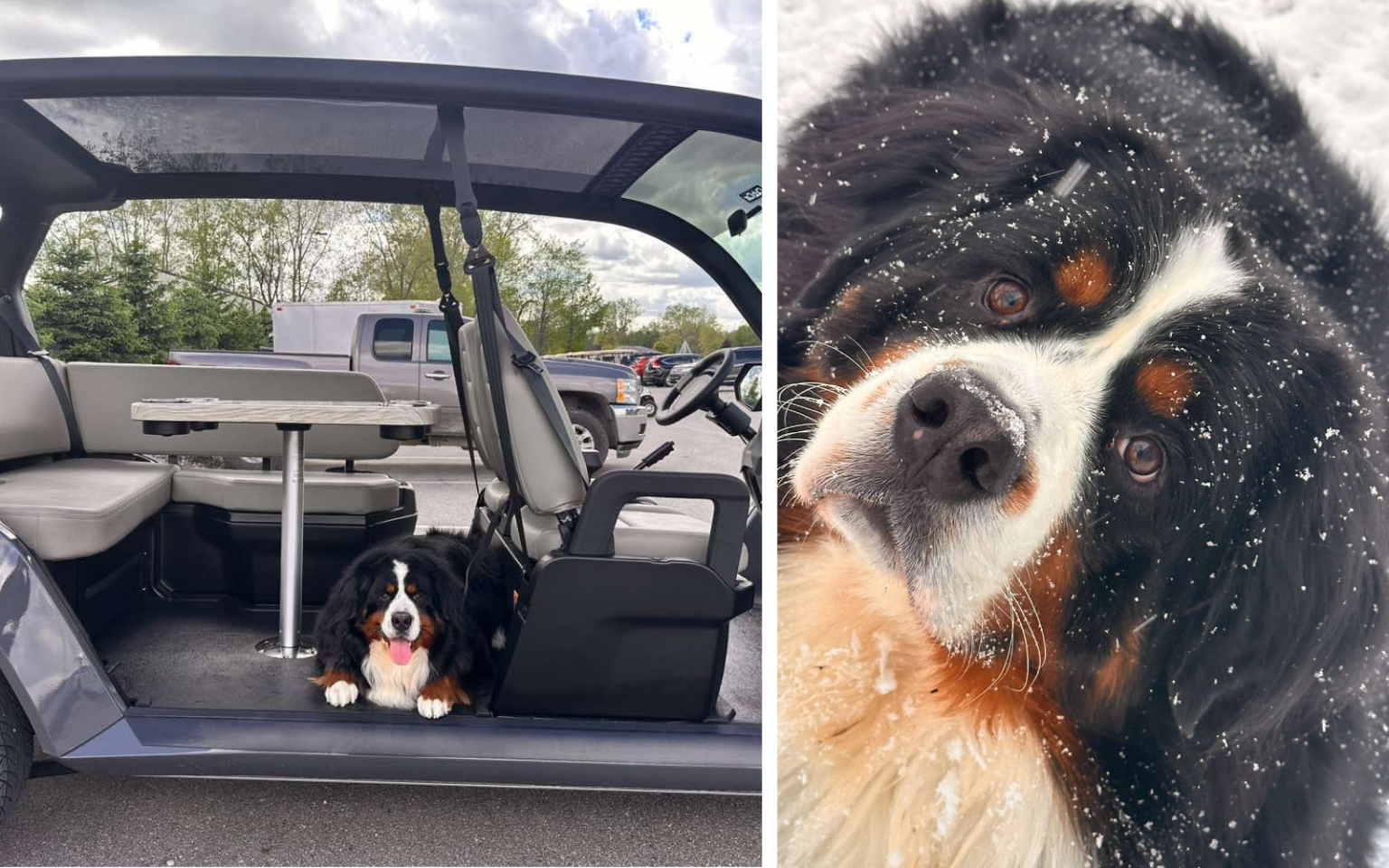 Meet Luke, Outdoor Adventures' Dog of the Year!